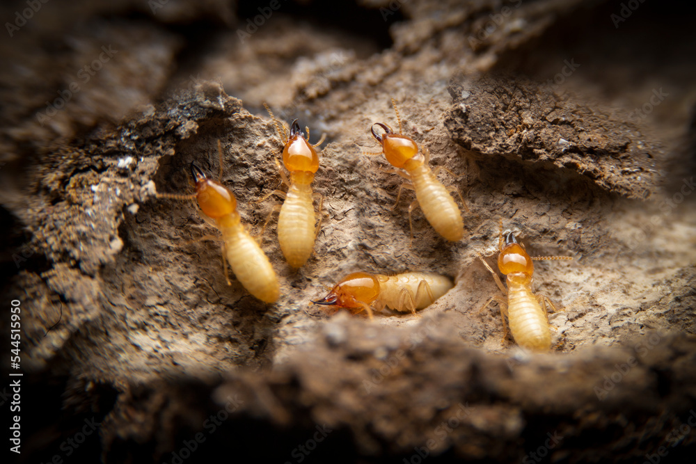 Group of the small termite on decaying timber. The termite on the ...