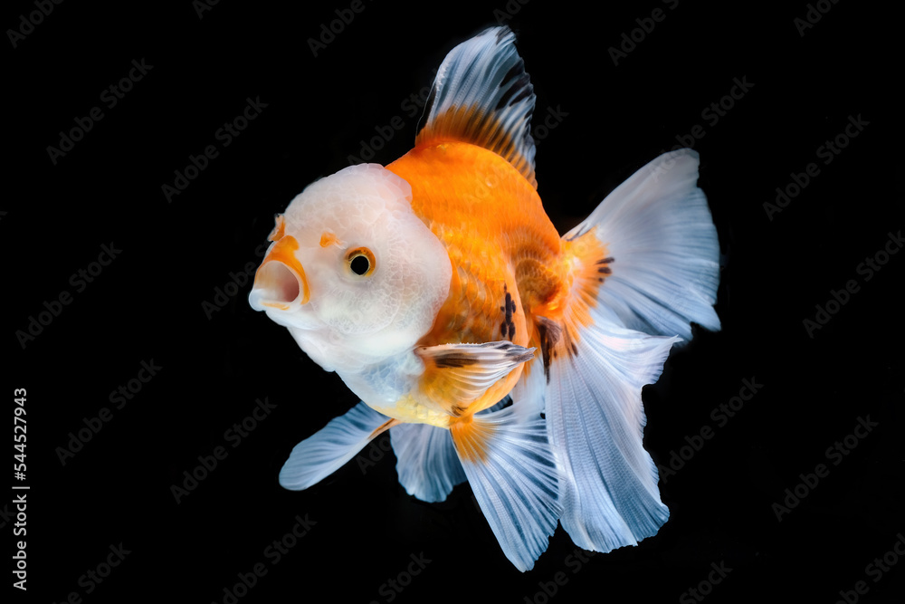 goldfish in a glass Stock Photo | Adobe Stock