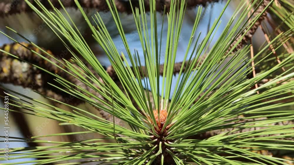 Red-brown partially open resinous ovoid buds with tan trichomatic scale ...