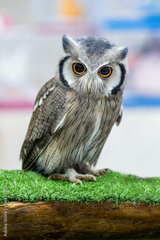 White Faced Scops Owl. Cute Animal. Ptilopsis Leucotis. face owl ...