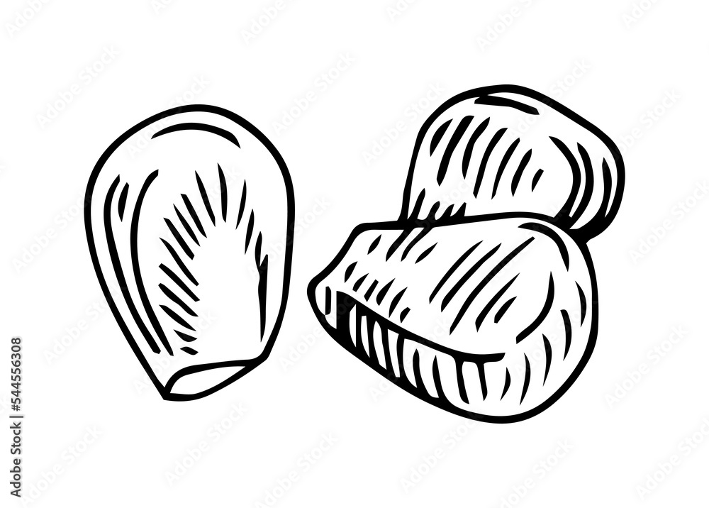 Corn cereal crop grain, outline icon vector illustration. Hand drawn ...