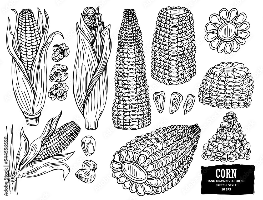 Hand drawn vegetable set of corn cobs and grain. Vegetable isolated on ...