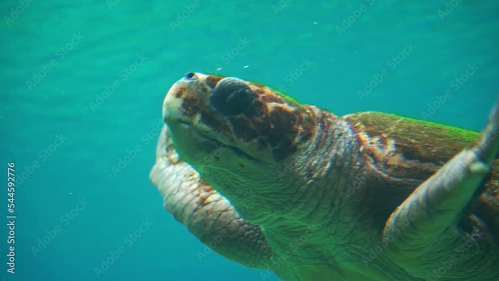 Vulnerable species, an adult loggerhead sea turtle, caretta caretta ...