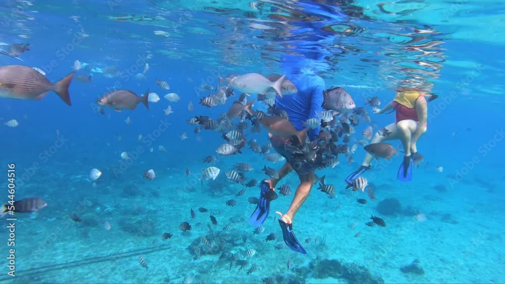 School of fishes swimming with people snorkeling in sea | Tourists ...