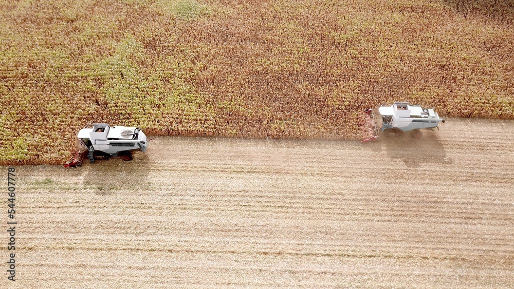 Poster two Maize chopper, forage harvester harvesting maize on a field ...