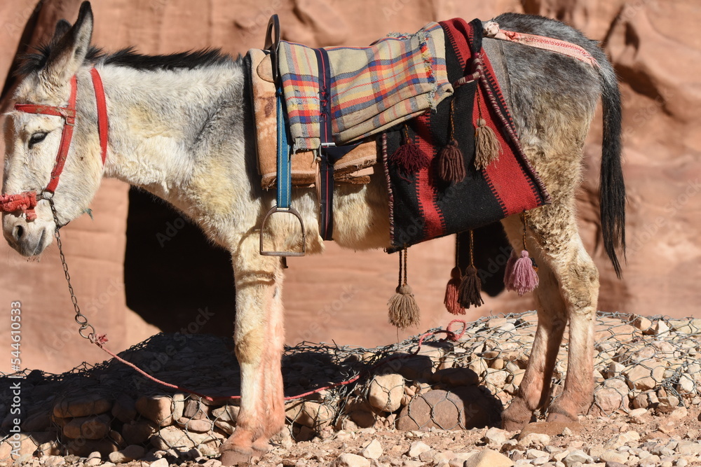 Donkeys working as transport and pack animals in Petra, Jordan ...