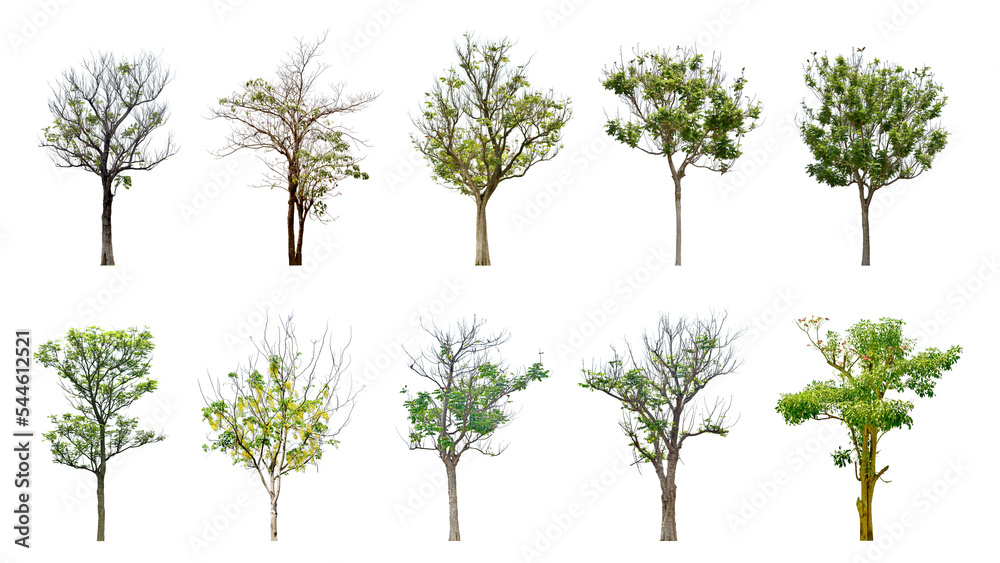 Collection Trees without leaves. (autumn)Black trunk and branches ...