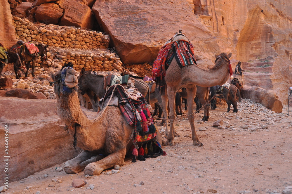 Dromedary camel in the ancient city of Nabe Petra. Tourist attraction ...