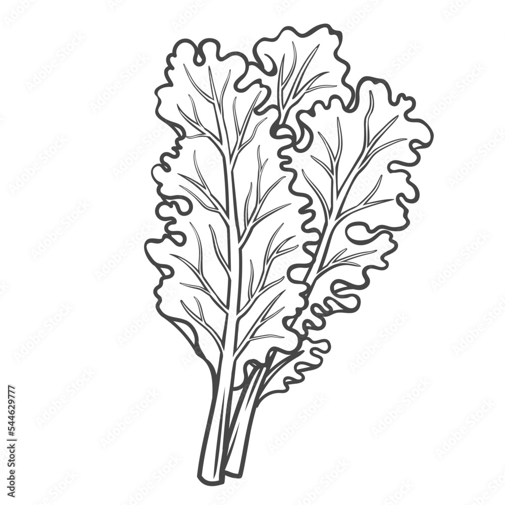 Kale Icon