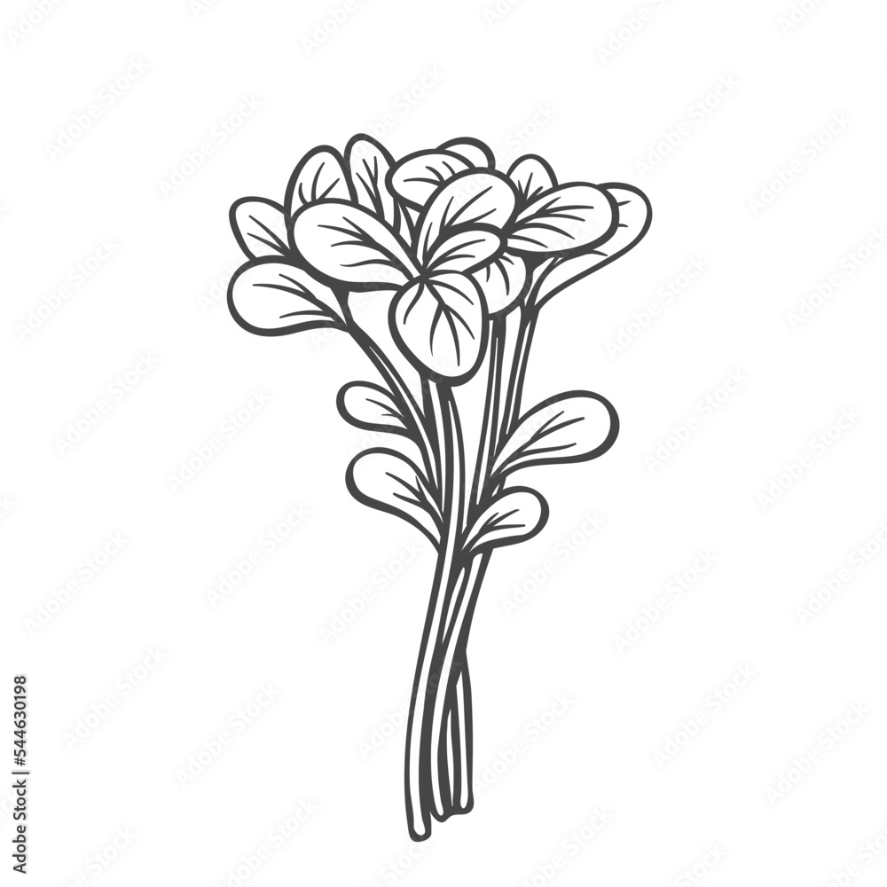 Garden cress outline icon vector illustration. Hand drawn line sketch ...