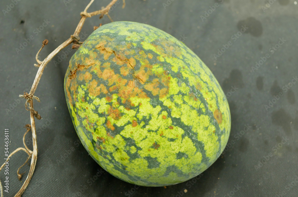 Watermelon overmature rotten overripe bio farm plant mold mildew blight ...