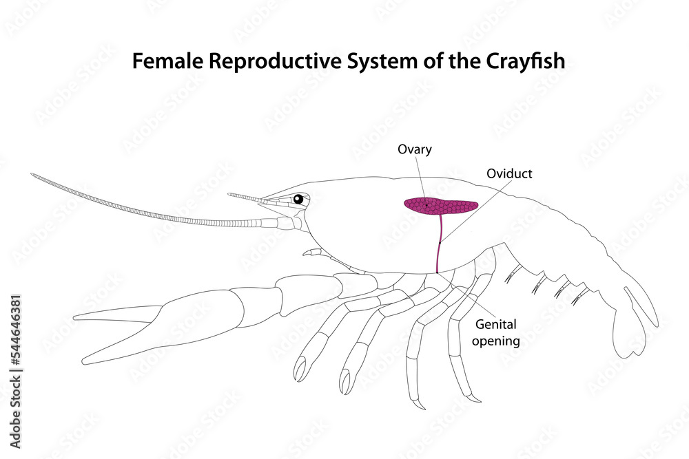 Female Reproductive System of the Crayfish Stock Illustration | Adobe Stock