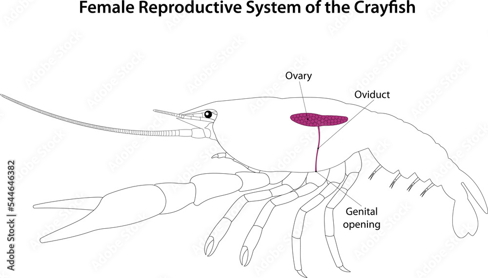Female Reproductive System of the Crayfish Stock Illustration | Adobe Stock
