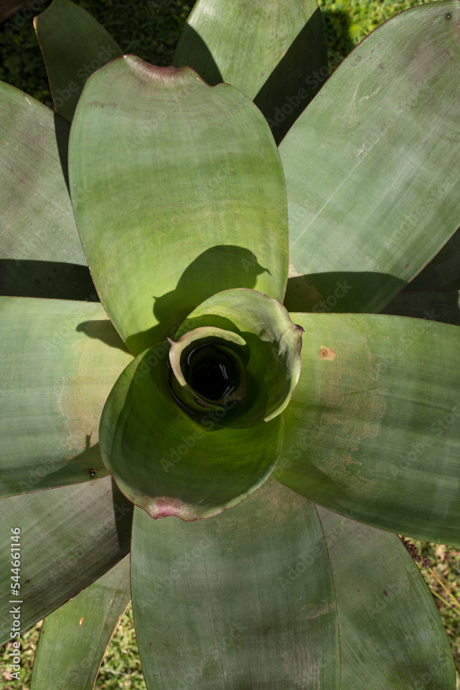Exotic Brazilian flora. Top view of Alcantarea imperialis rubra, also ...