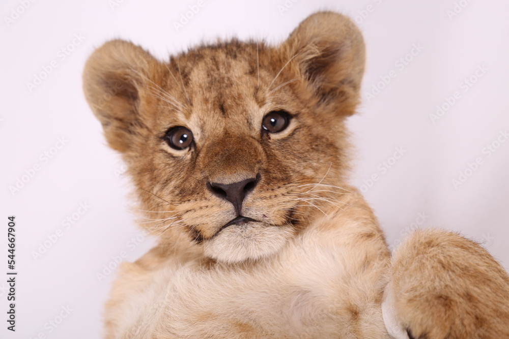 Handsome lion cub. Little lion. The king of beasts at the photo shoot ...