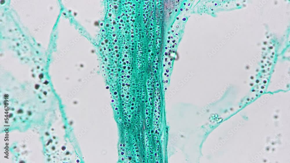 Seed of Zea mays in longitudinal section under microscope 400x against ...