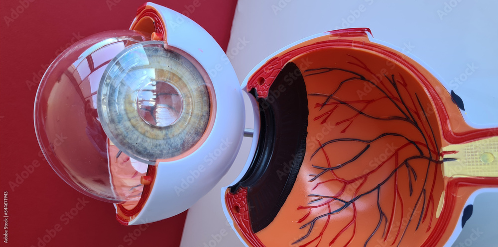 Anatomy of human eye retina and nerve endings Stock Illustration ...