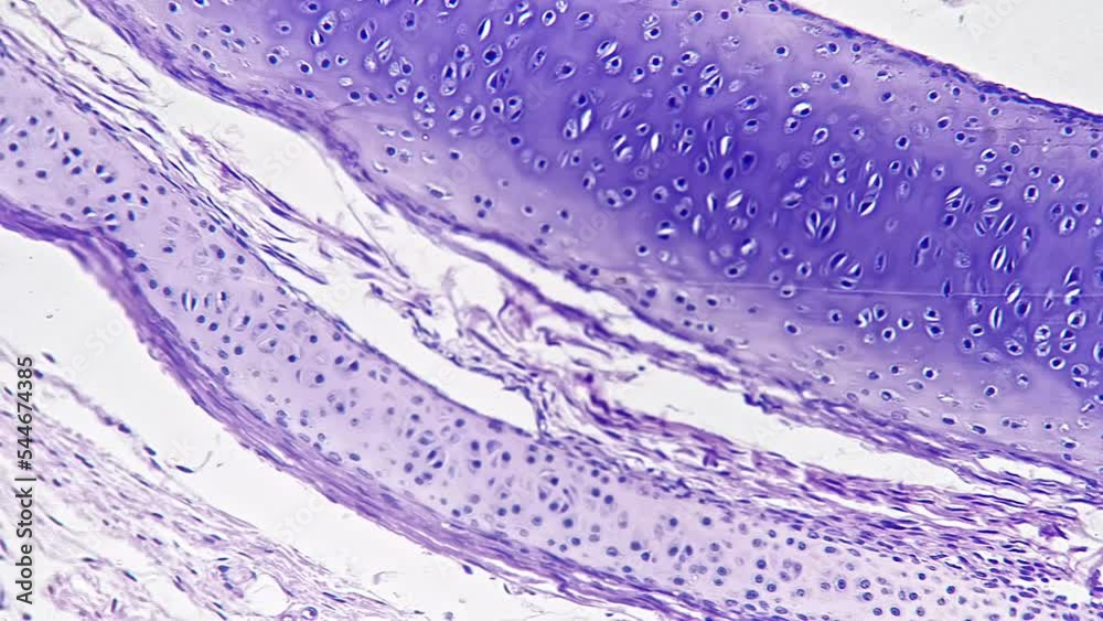 Macro slide of bone cell in section under microscope 400x on bright ...