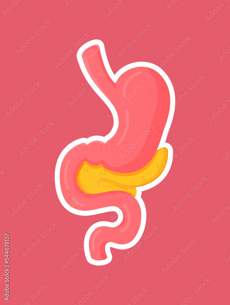 Vector illustration of sticker stomach. Isolated stomach with pancreas ...
