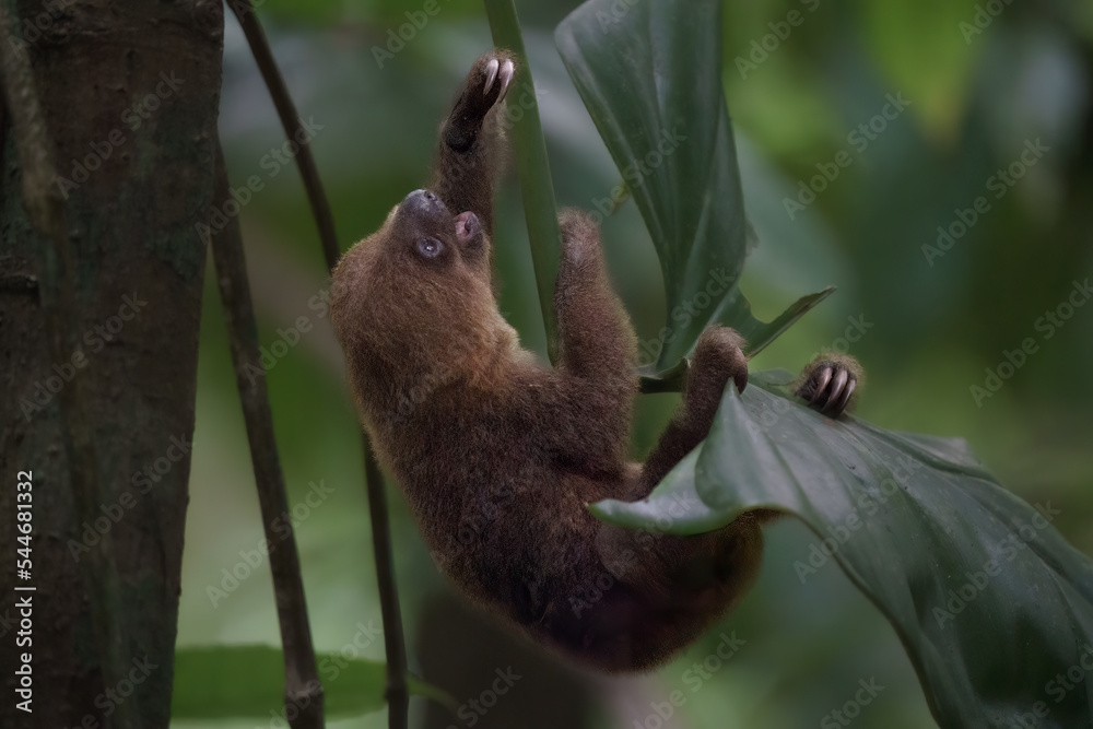 Baby Two-Toed Sloth in Panama rainforest Stock Photo | Adobe Stock