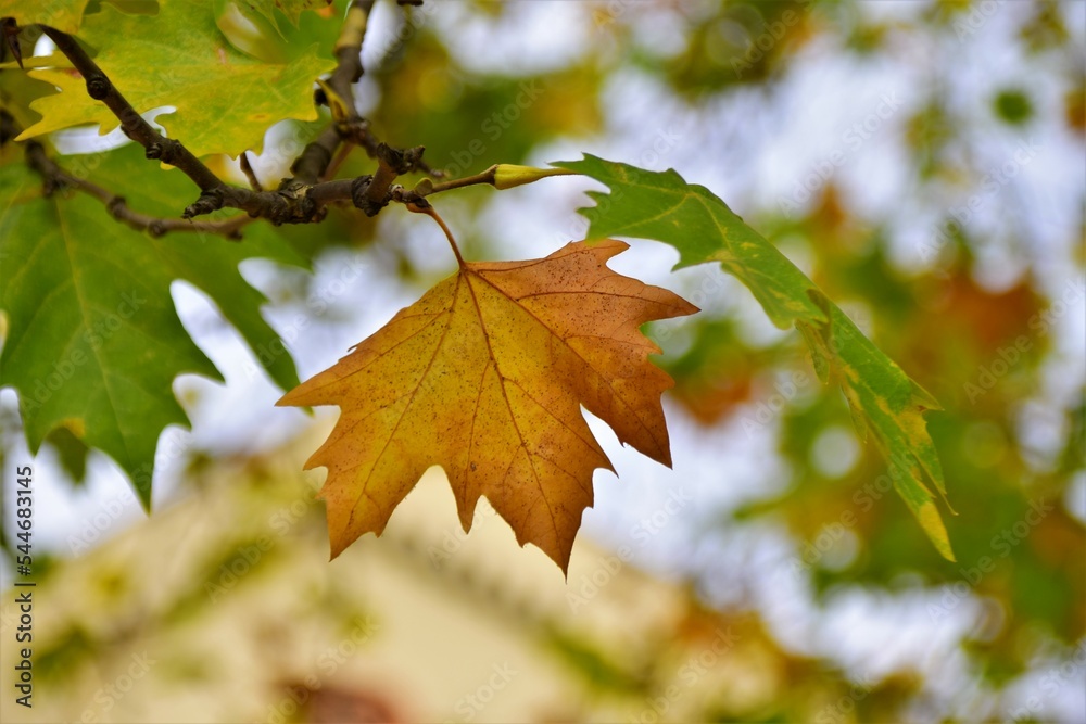 maple leaves Stock Photo | Adobe Stock