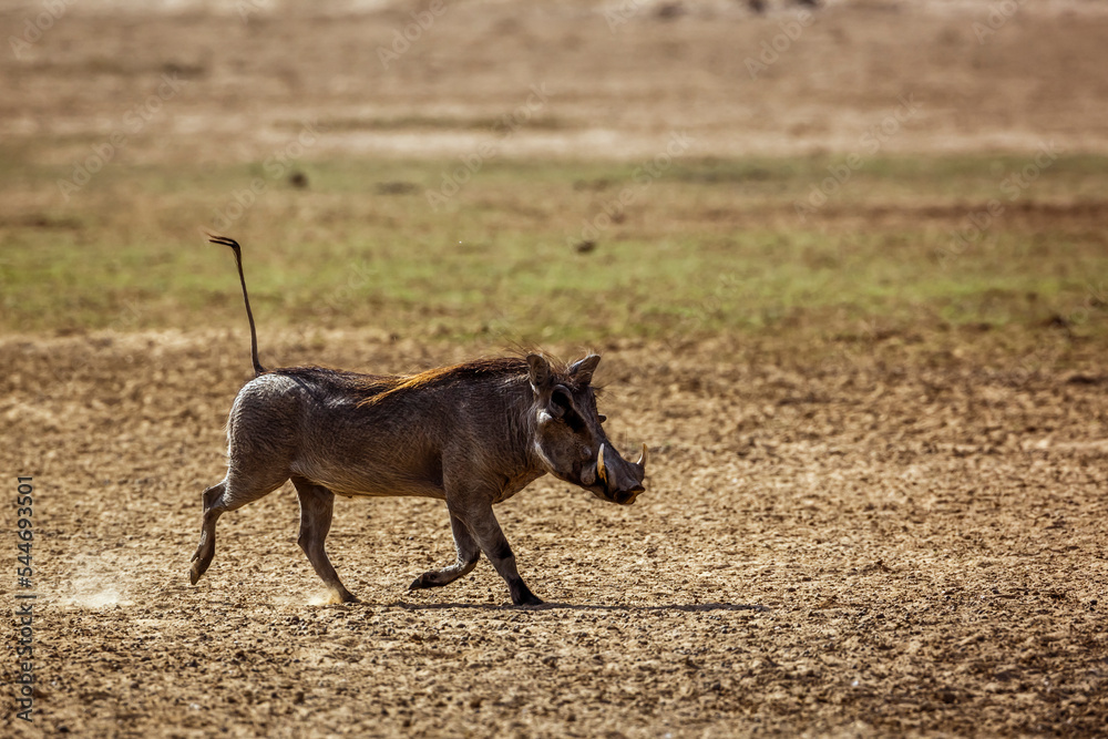 Warthog Running