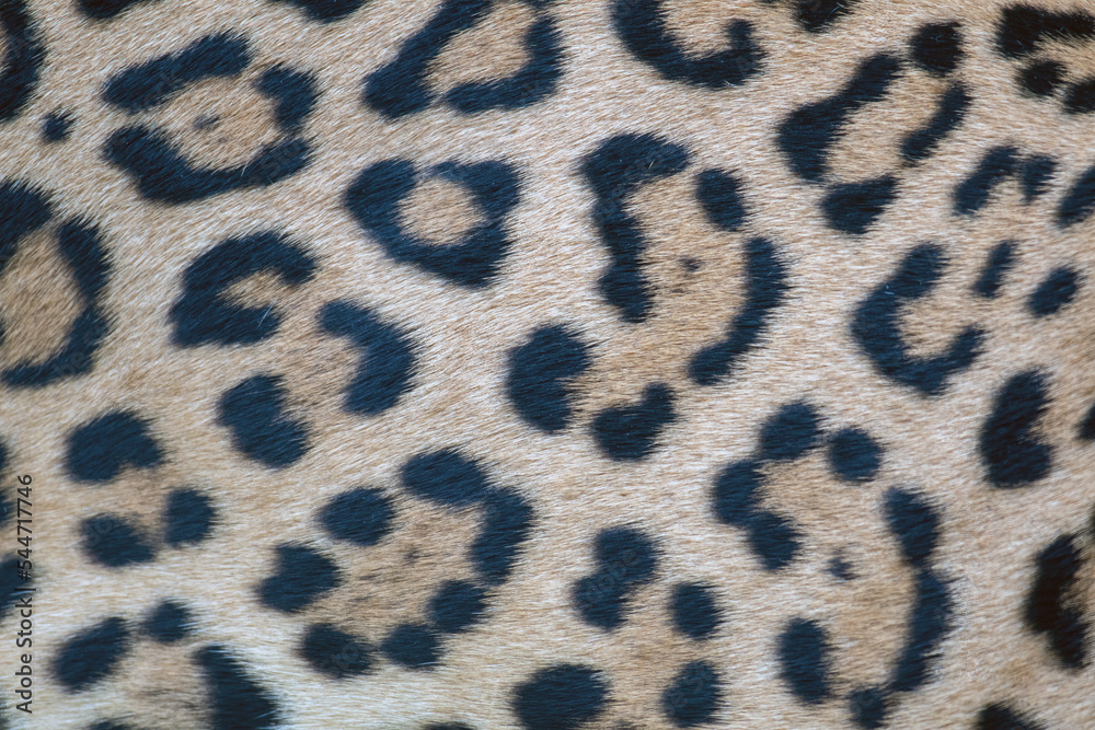 Beautiful fur pattern of a jaguar Stock Photo | Adobe Stock