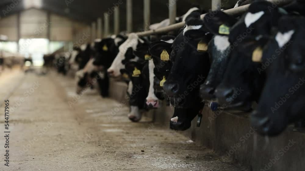 Industrial cultivation of cows on a milk or dairy farm. Cattle eating ...