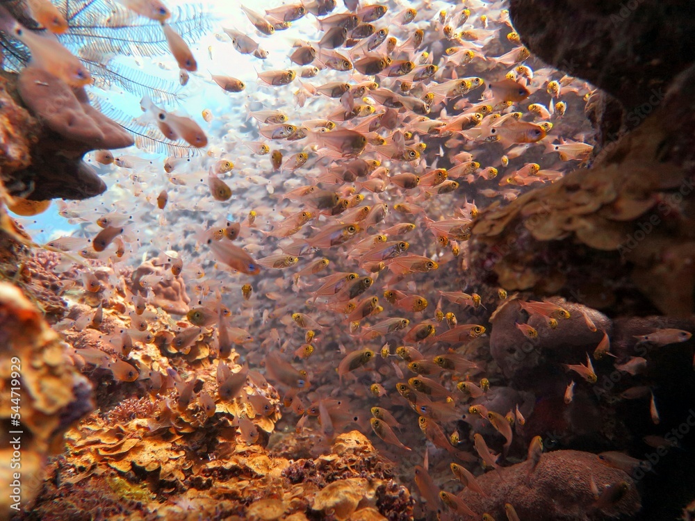 red sea glass fish Stock Photo | Adobe Stock