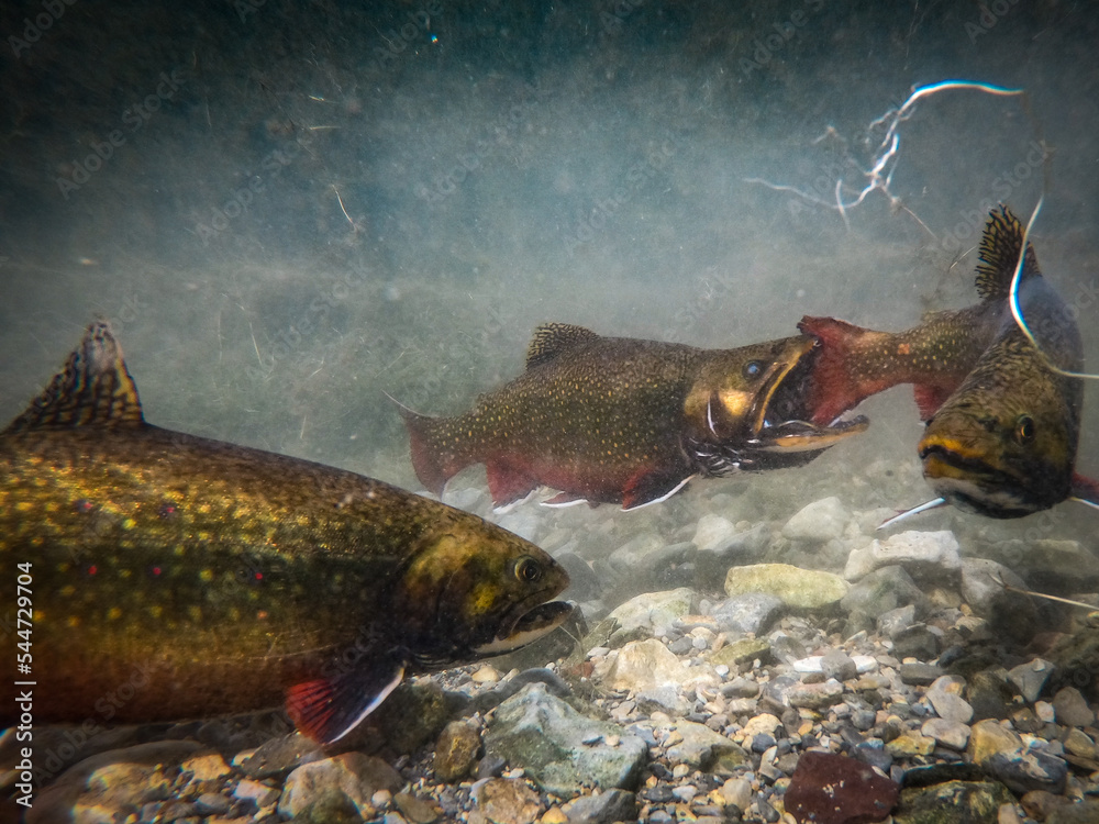 Fighting and biting brook trout in spawning season that looks like a ...