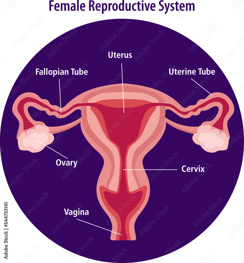 Human Female Reproductive System vector Stock Vector | Adobe Stock