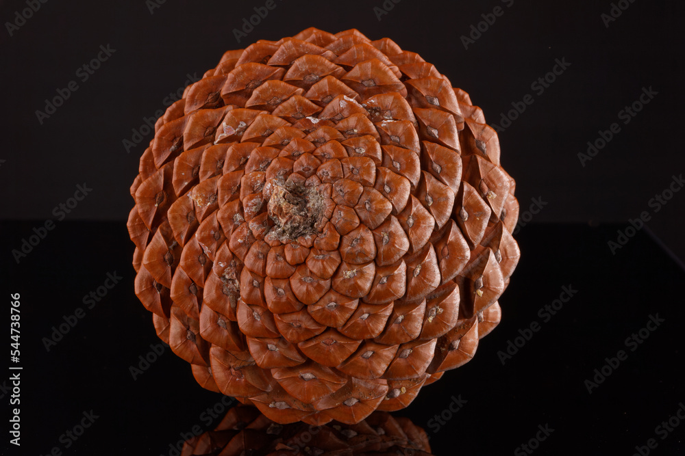 biological example of fibonacci spirals seen at a pine cone isolated on ...