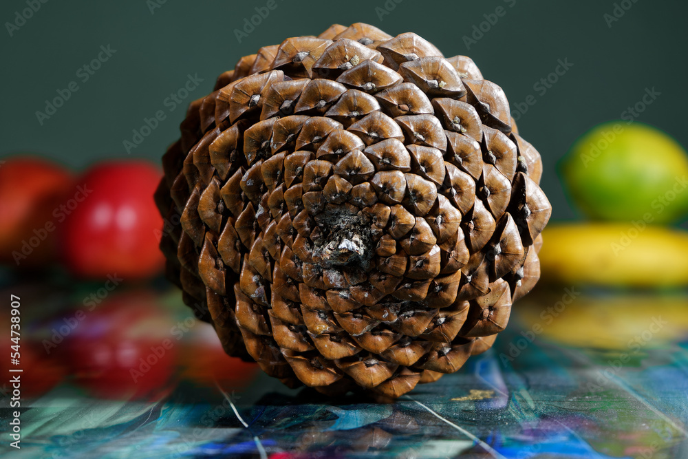 biological example of fibonacci spirals at a pine cone. Setup with reflecting table. Stock Photo ...
