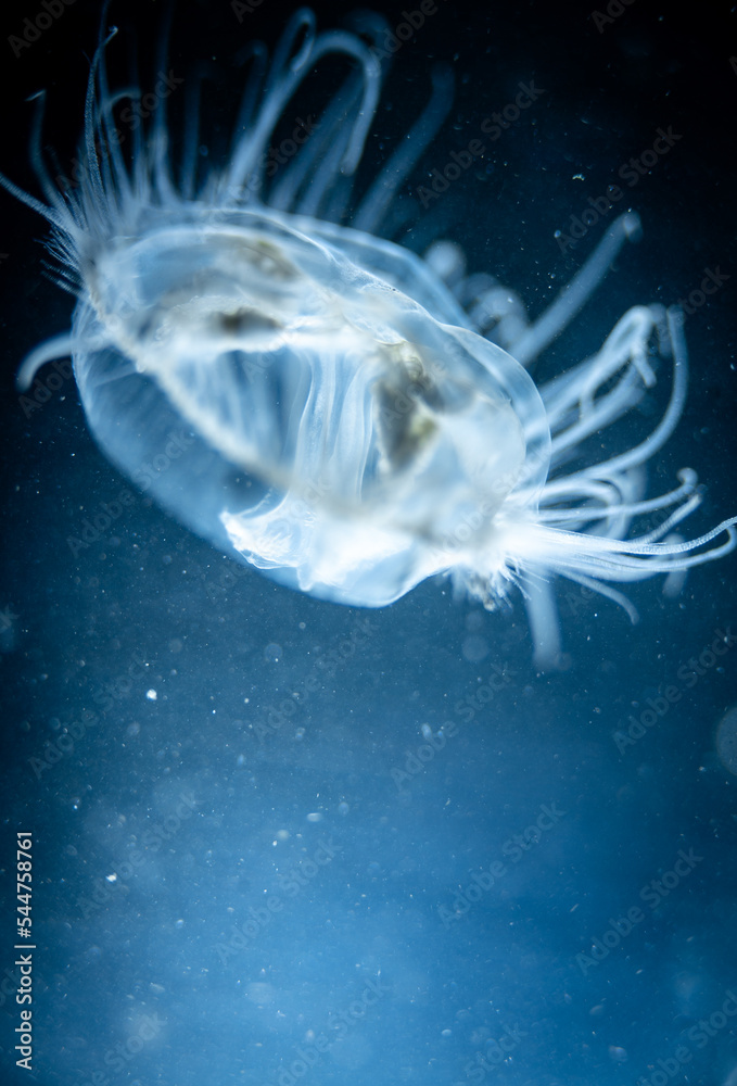 Peach blossom jellyfish (Craspedacusta sowerbii) macro close-up, a ...