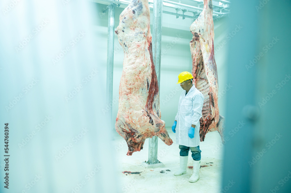 Photo & Art Print A wagyu butcher holding a tablet, inspects the parts ...
