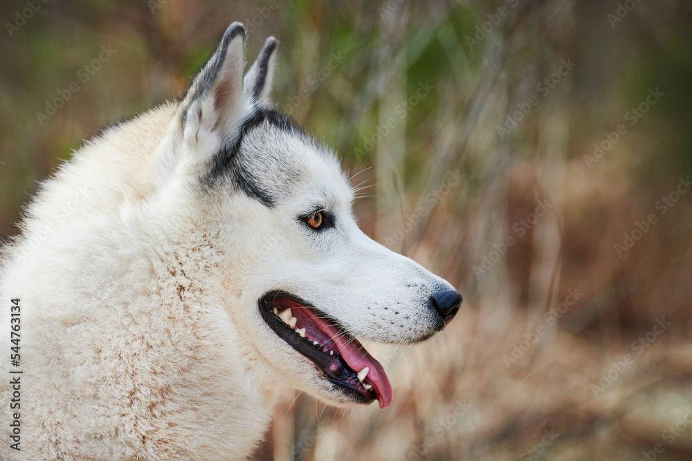 Siberian Husky dog profile portrait with black gray white coat color ...