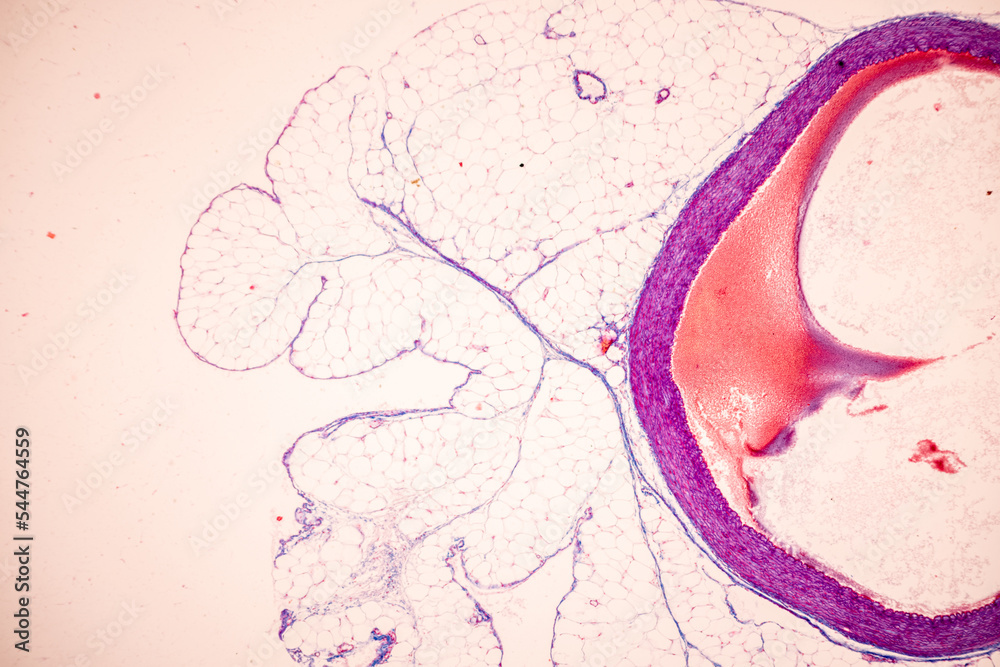 Tissue of Blood human, Vein human, Artery human and Heart muscle human ...