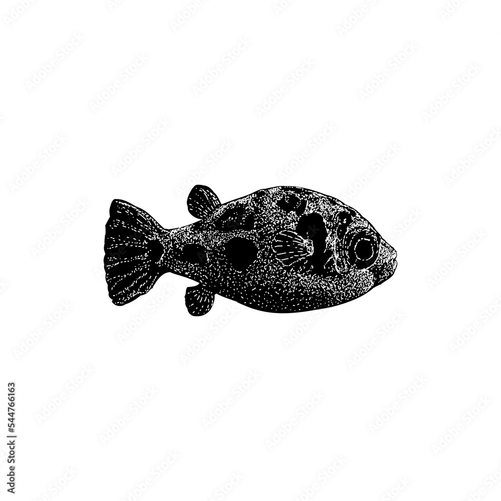 Pea Puffer hand drawing vector illustration isolated on background ...