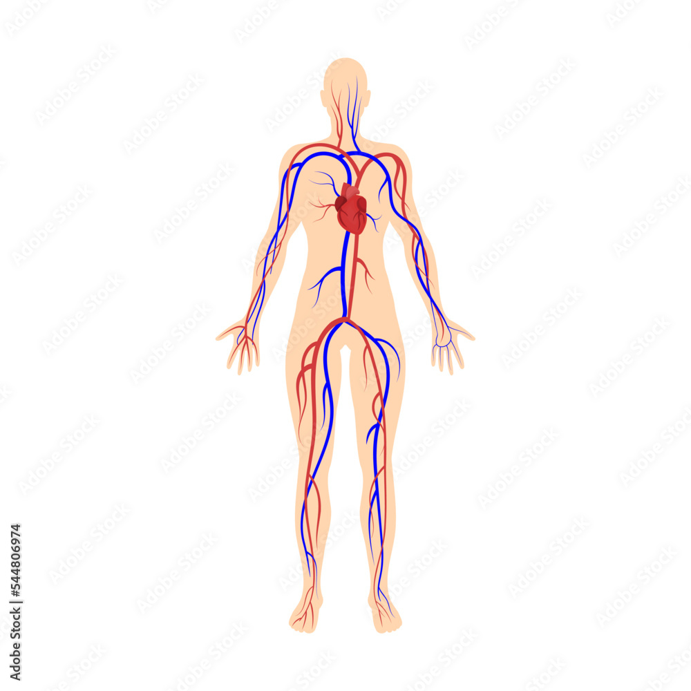 Circulatory system, veins and arteries. Organ system of human body vector illustration. Woman ...