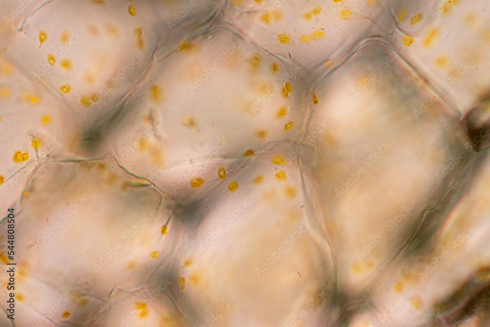 Cell structure flower, View of chromoplast showing in plant cells under ...