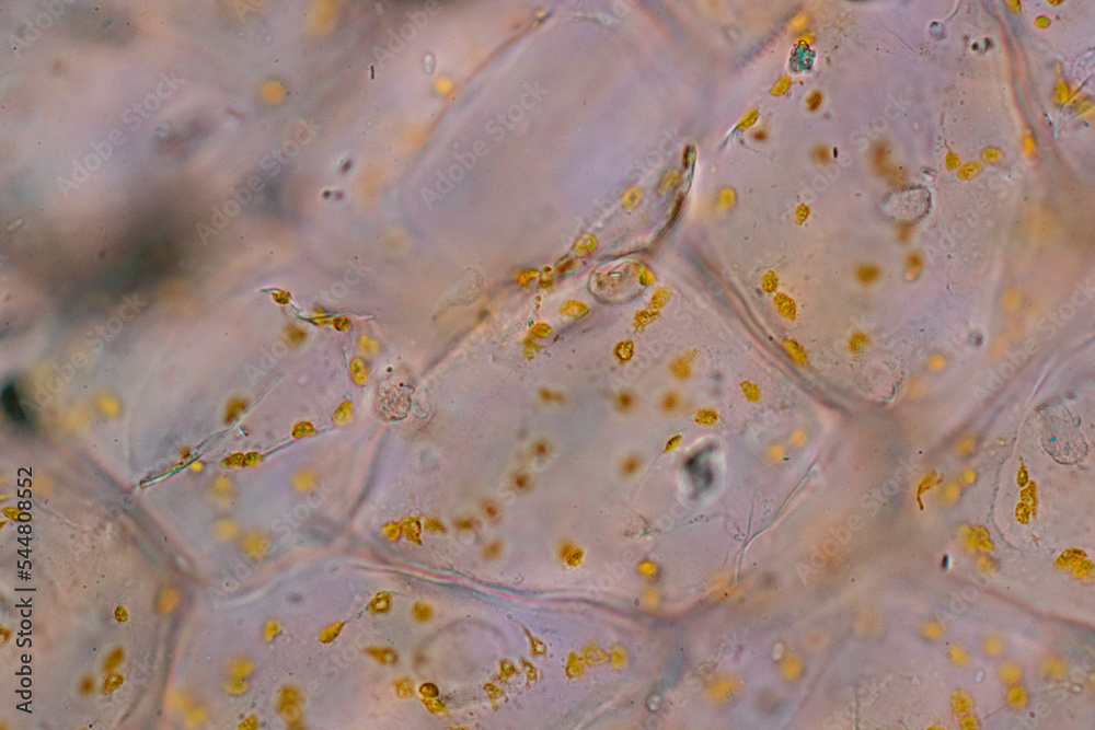 Cell structure flower, View of chromoplast showing in plant cells under ...