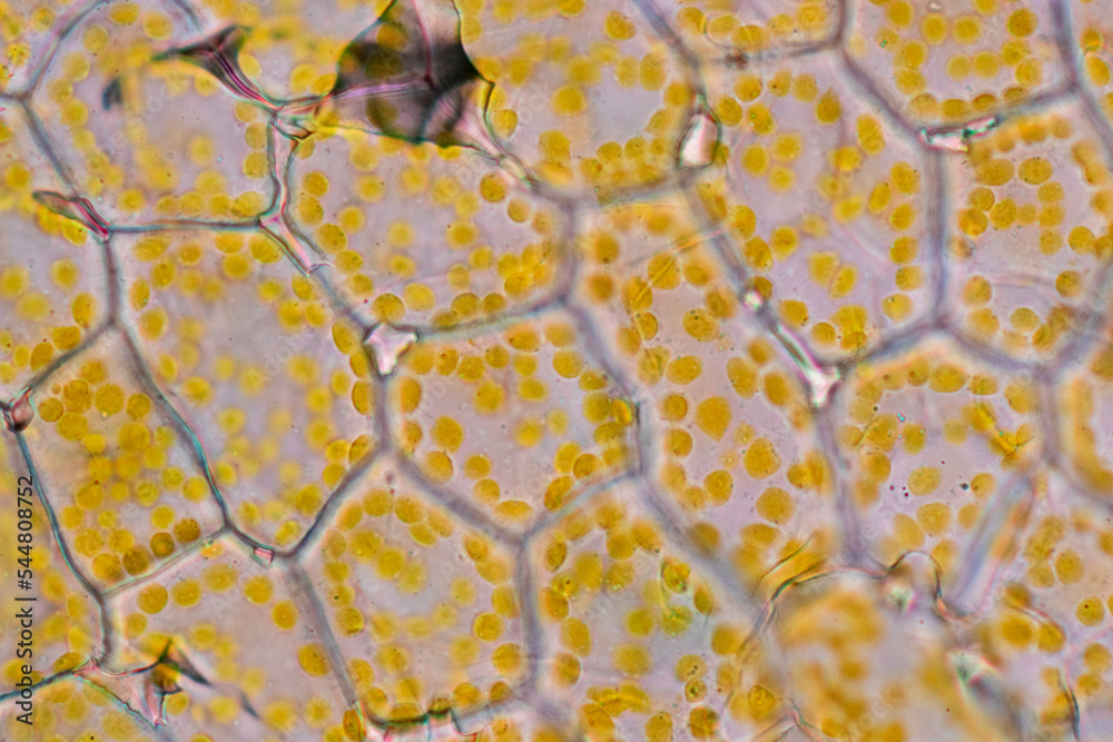Cell structure flower, View of chromoplast showing in plant cells under ...