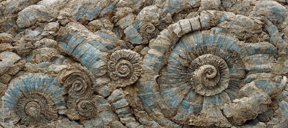 Elaborate and unique calcified aquamarine blue ammonite sea shell ...