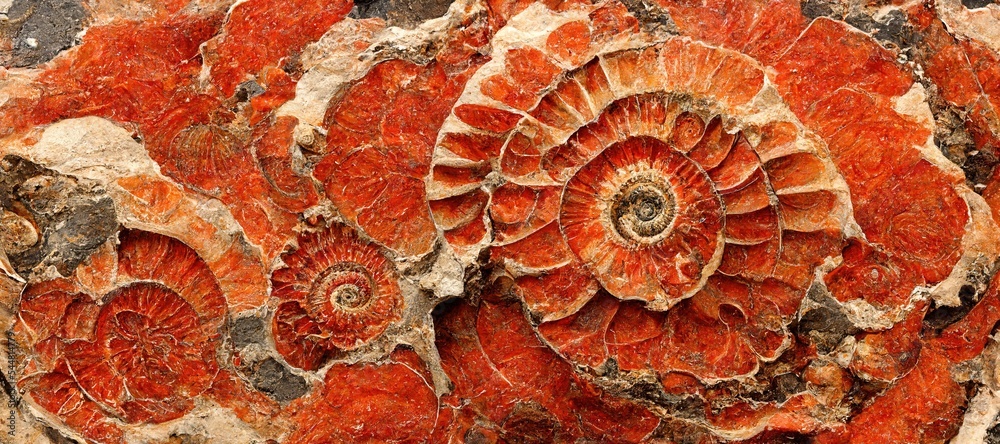 Elaborate and unique calcified orange red ammonite sea shell spirals ...