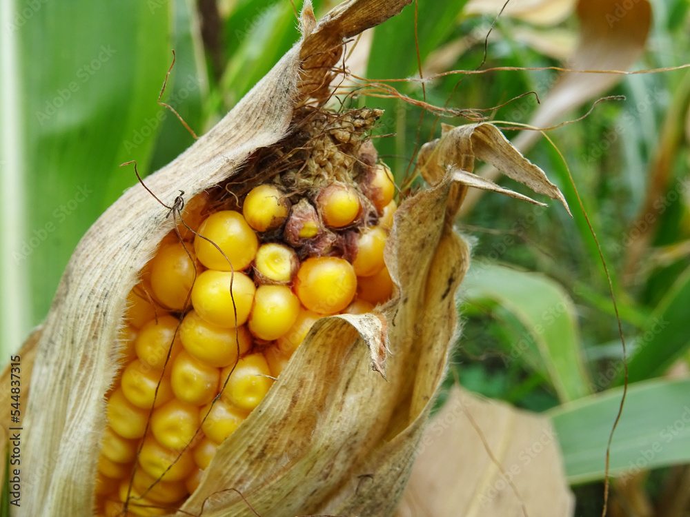 Damaged corn plants in the field, crop losses, pests and diseases on ...