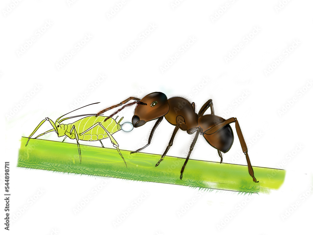 ant and aphid a cooperative biological relationship. The ant consumes ...