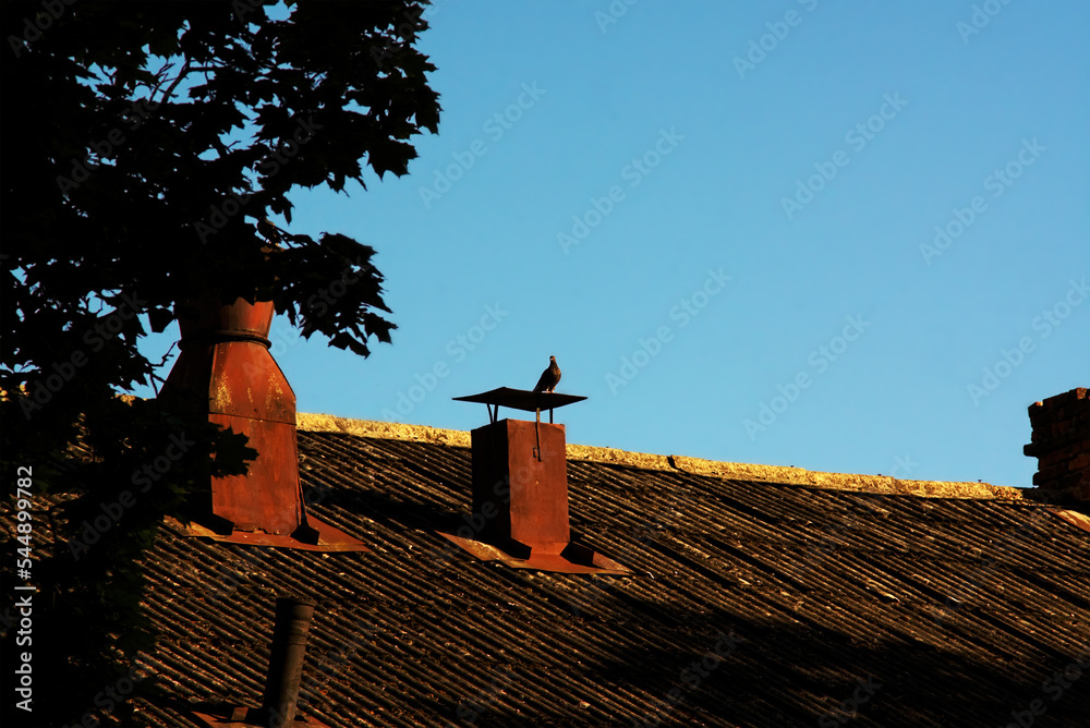 lone dove bird sits on the ventilation pipe of an old house, the roof ...