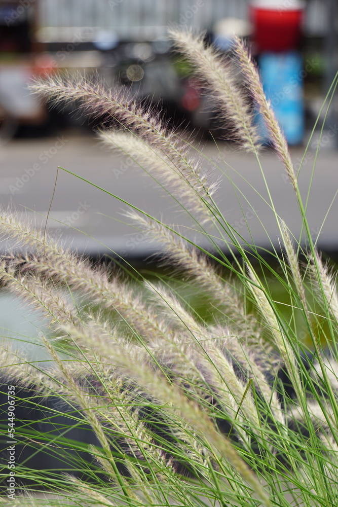 Pampass Grass (Also called Alang-alang, bunga kemoceng) in the garden ...