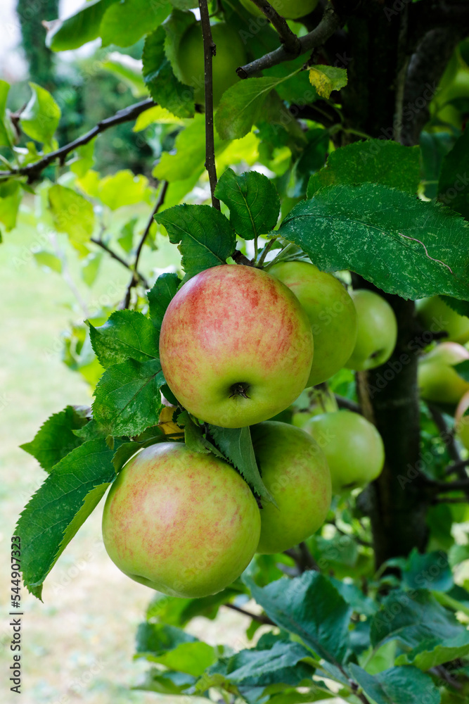 Äpfel an einem Bio Apfelbaum zur Ernte im Herbst Stock Photo | Adobe Stock