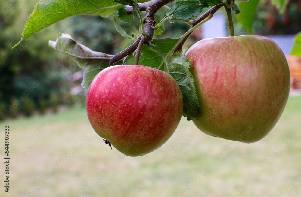 Äpfel an einem Bio Apfelbaum zur Ernte im Herbst Stock Photo | Adobe Stock
